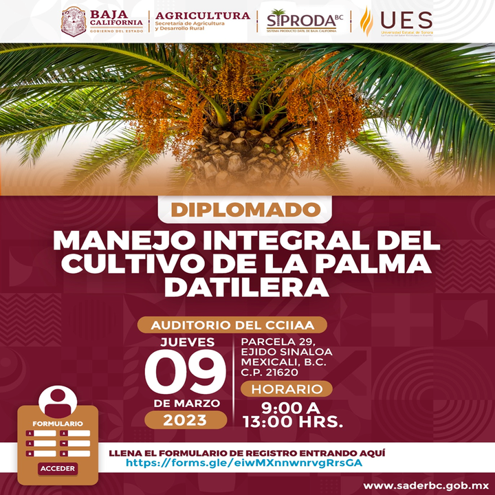Diplomado: Manejo Integral del Cultivo de la Palma Datilera en MX ...